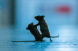 Station Squabble Wiki